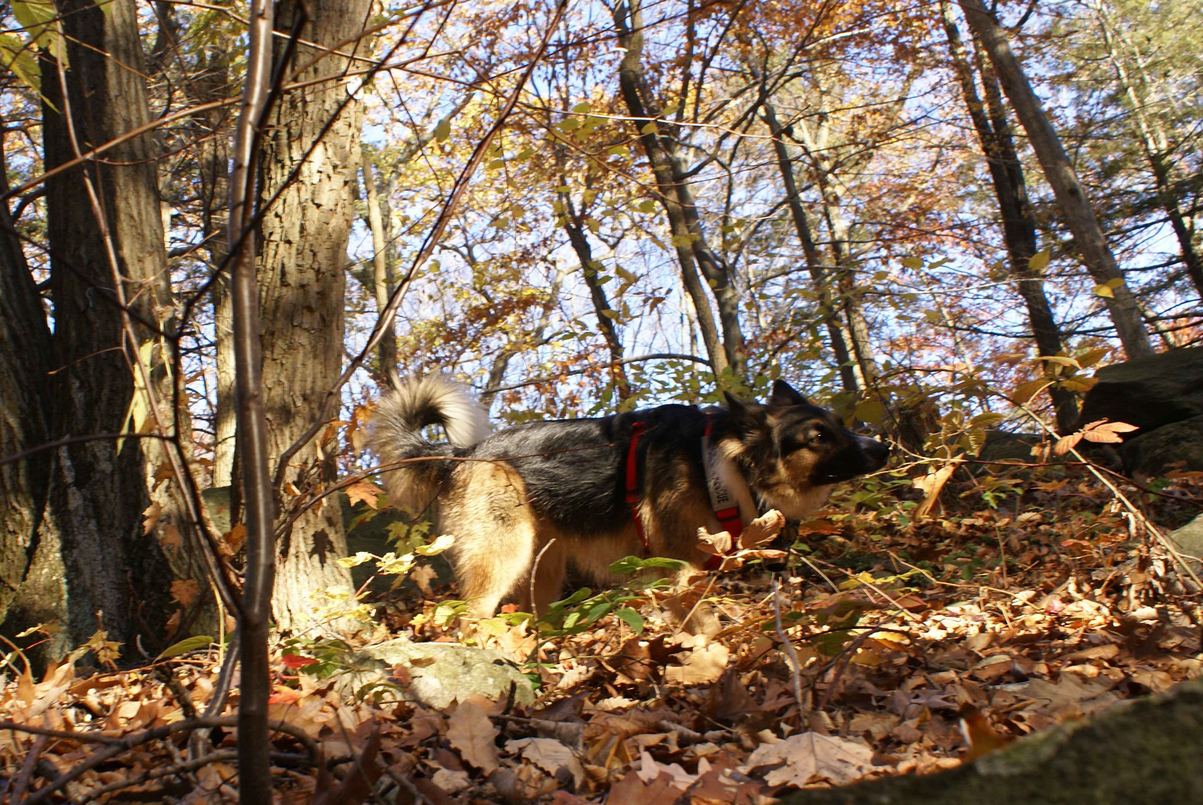 D.A.W.G.S | Disaster And Wilderness Ground Searchers, Inc.